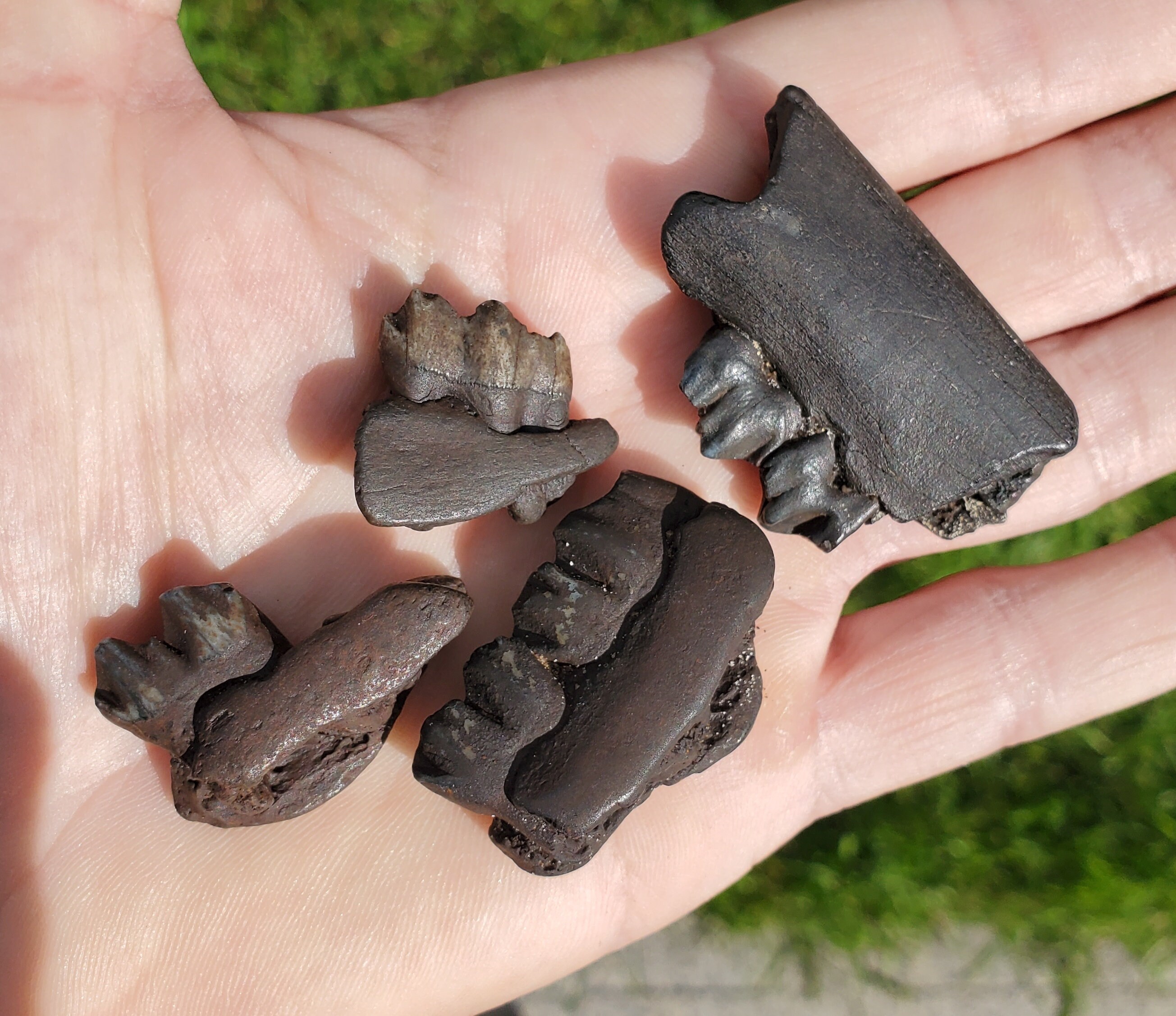 Fossil Camel Teeth