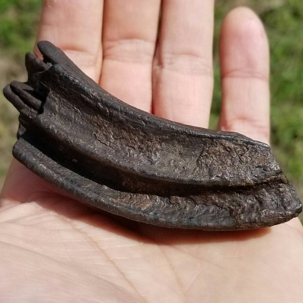 Fossil Horse Tooth - Etsy
