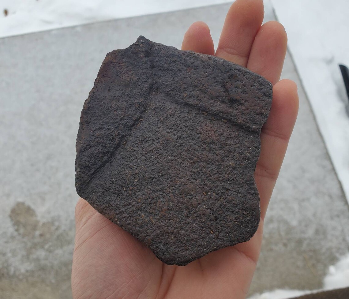 Monstrous Fossilized Turtle Shell Section Florida Fossil - Etsy