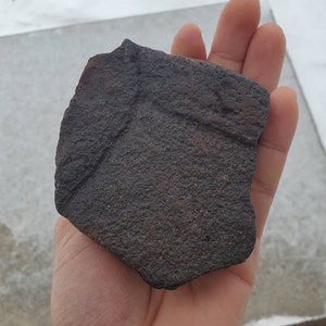 Monstrous Fossilized Turtle Shell Section Florida Fossil pleistocene ...