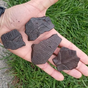 Four JUMBO Fossilized Turtle Shell Sections Florida Fossil pleistocene ...