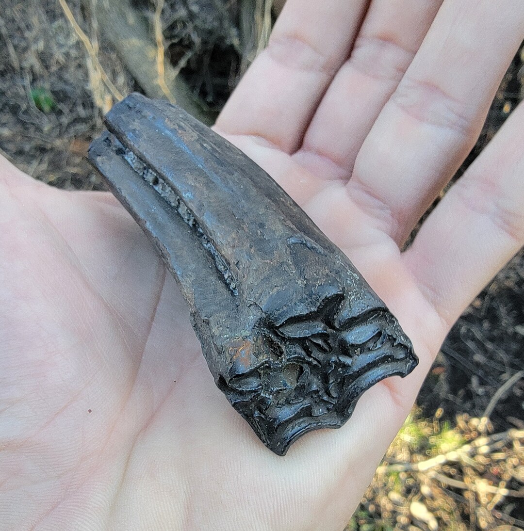 XL Jumbo Horse Tooth Fossil Florida Pleistocene Ice Age 3.5oz - Etsy