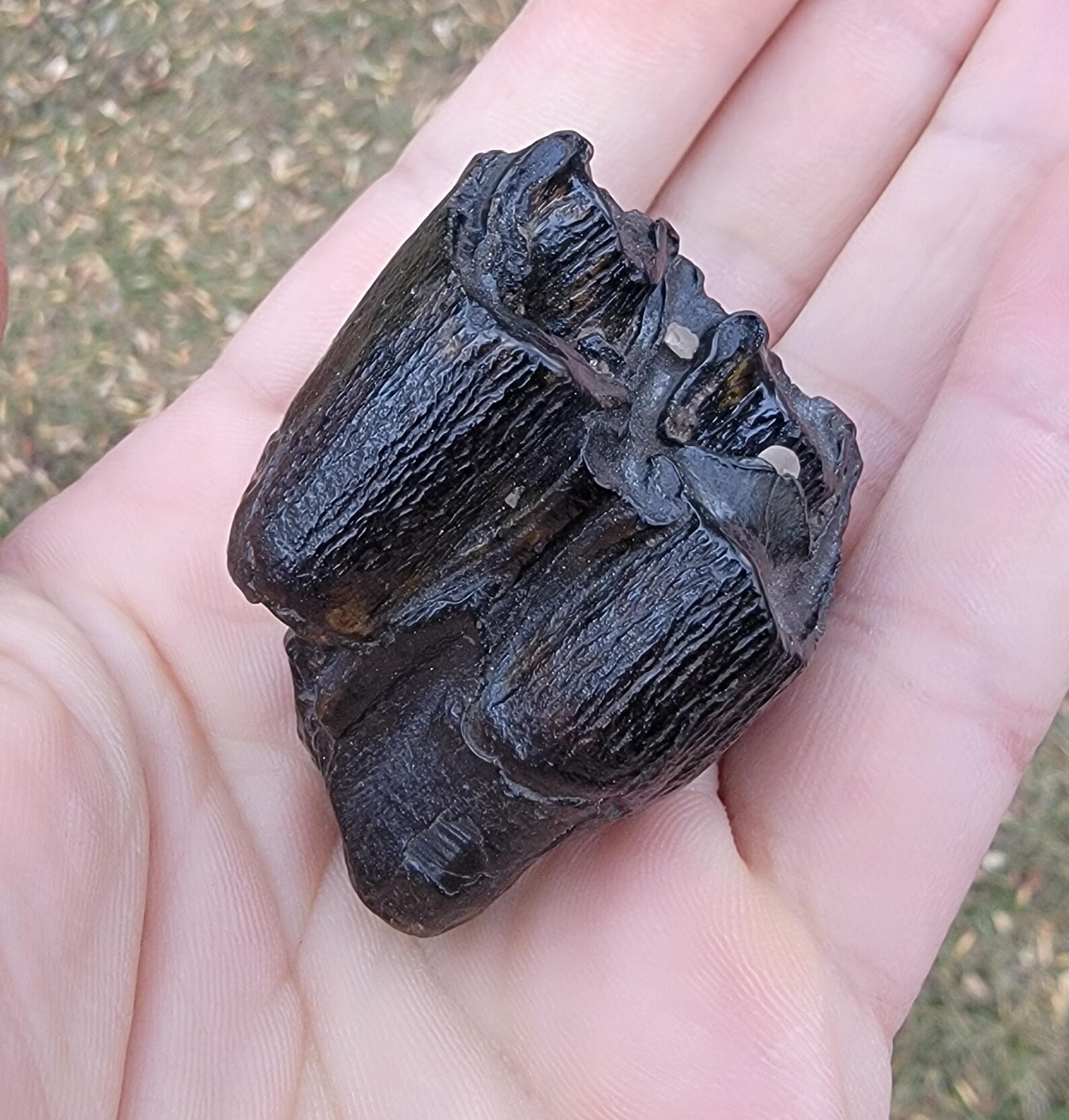 Jet Black Fossil Bison Tooth "florida Fossil" (pleistocene) Highly ...