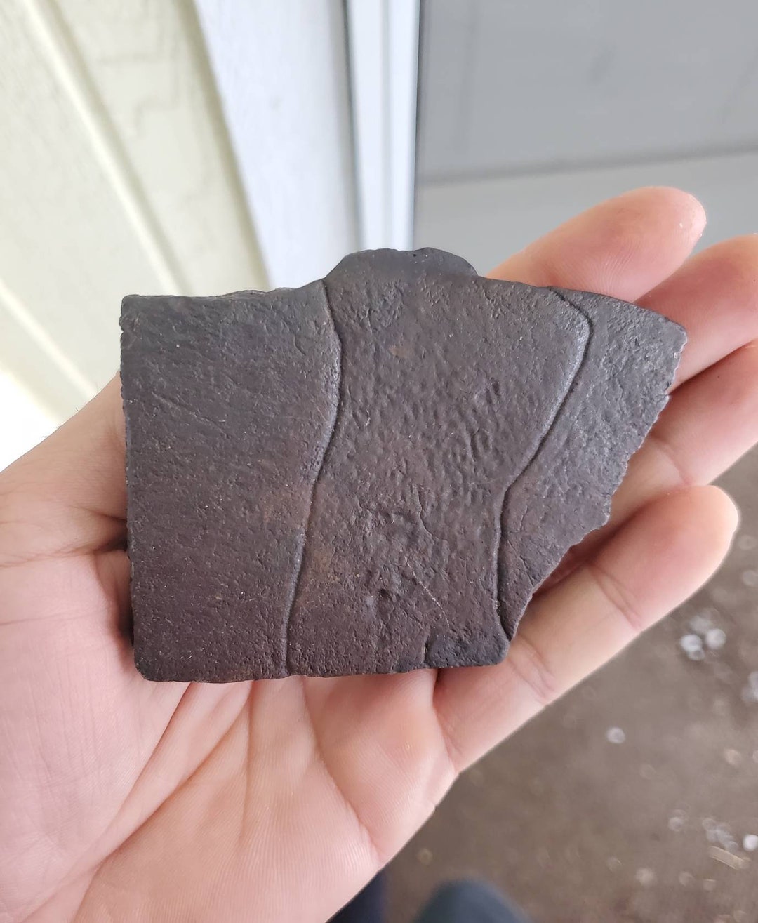 Unique JUMBO Fossilized Turtle Shell Section Florida Fossil - Etsy