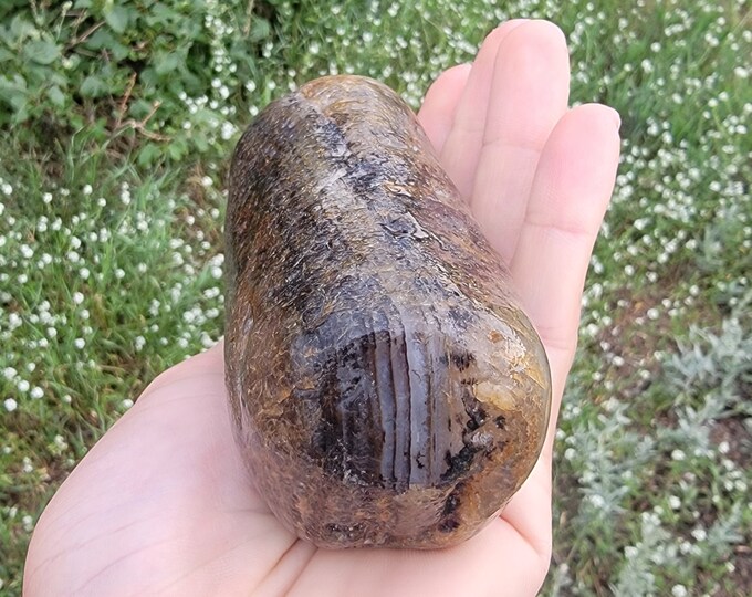 Montana Waterline Agate Limb Cast Petrified Wood Pseudomorph Fossil ...