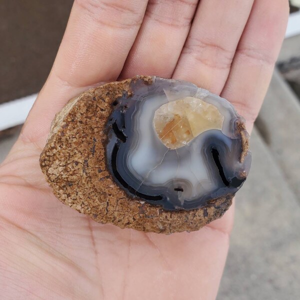 Eden Valley Blue Forest Petrified Wood Limb Cast - Etsy