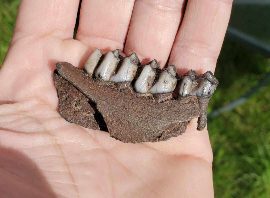 Gemy White Fossil Teeth Deer Jaw (florida Fossil) Ice Age - Etsy
