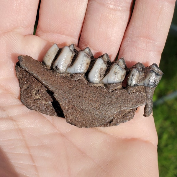 Fossil Teeth - Etsy