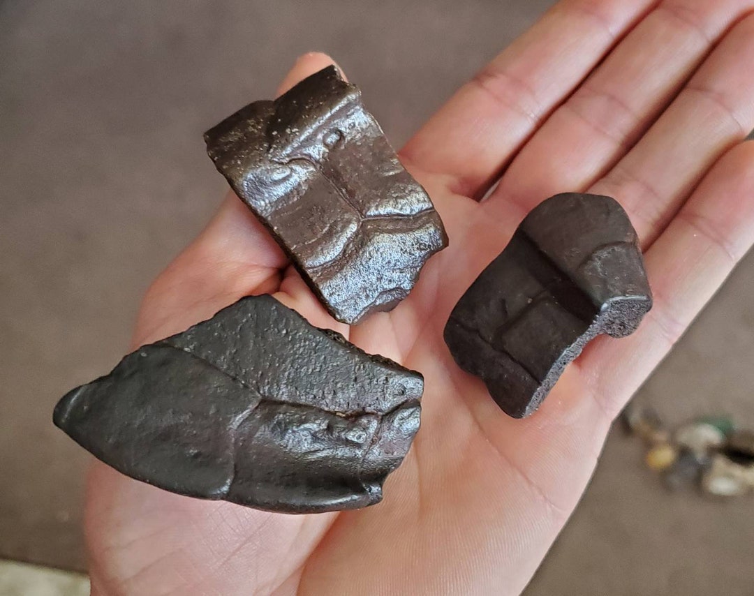 3 Rare Shiny Fossilized Turtle Shell Corner Sections Florida Fossil ...