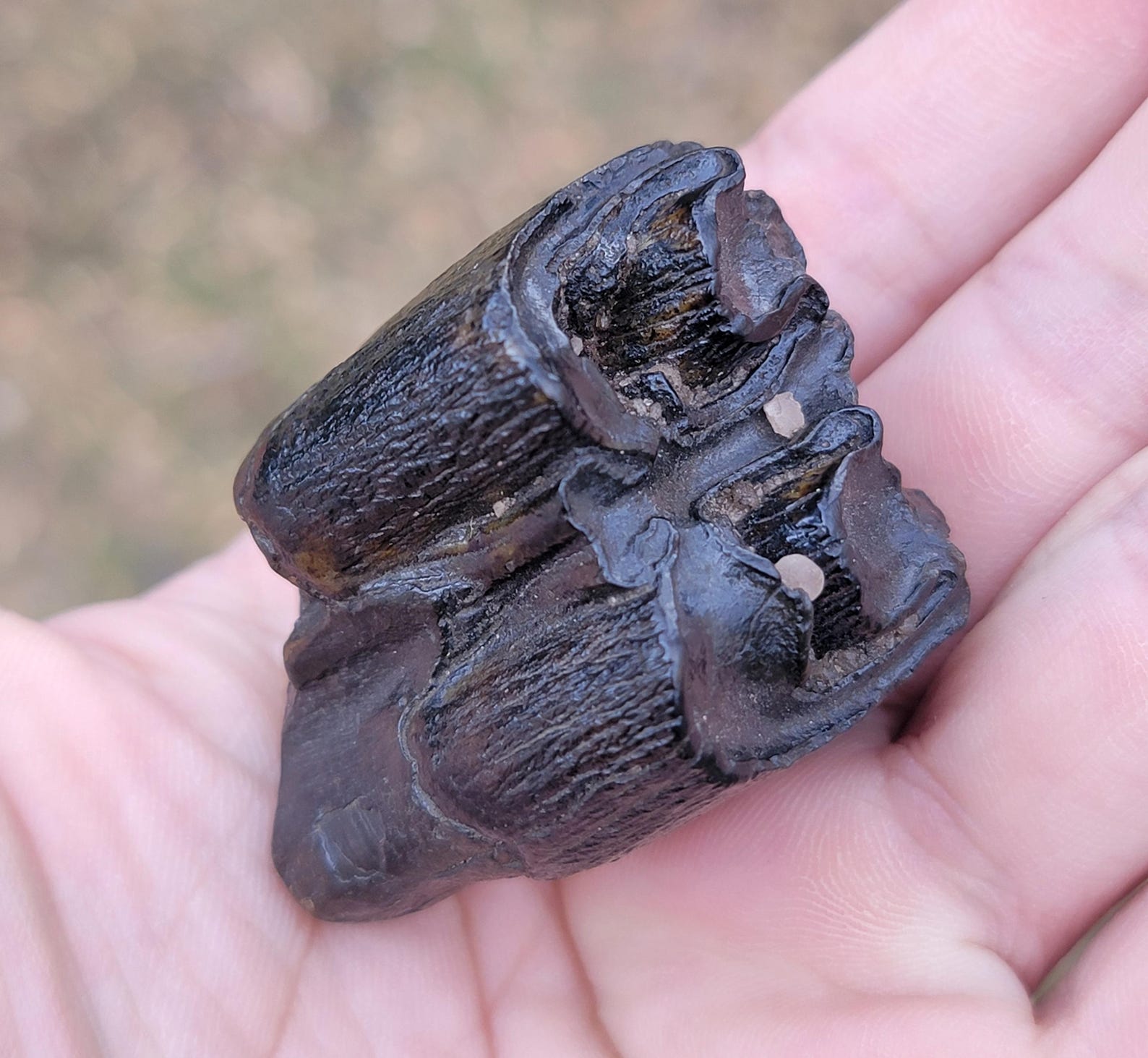Jet Black Fossil Bison Tooth "florida Fossil" (pleistocene) Highly ...
