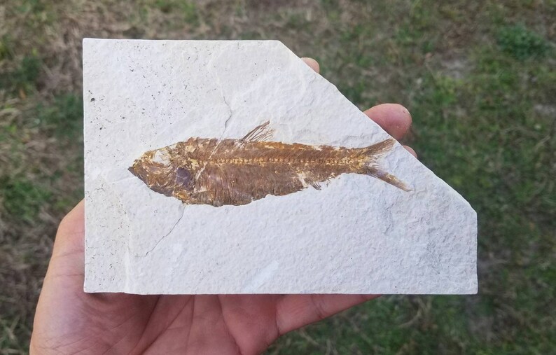 4.25 Knightia Fish Fossil 52mya Green River Formation - Etsy