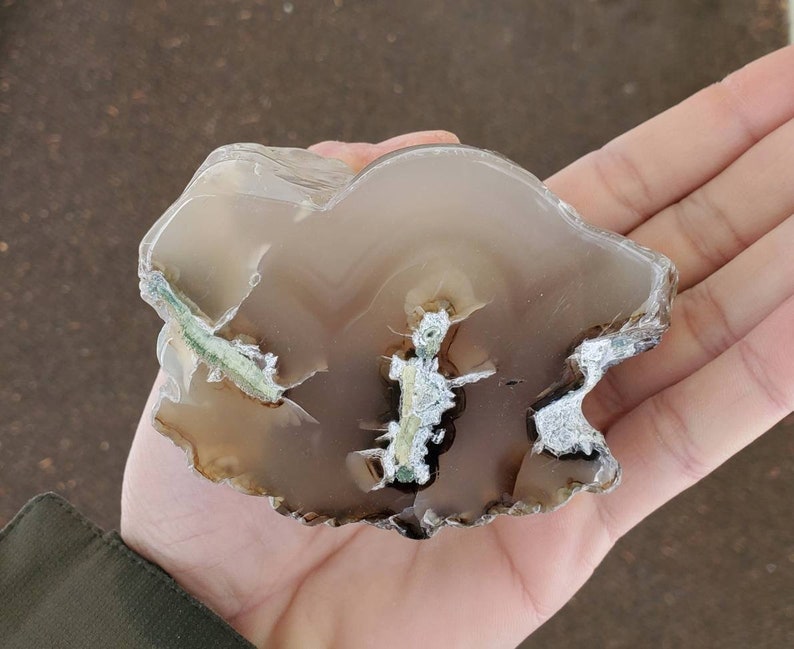 Huge Tumbled Clear Agate Limb Cast Petrified Wood Specimen (montana) - Etsy