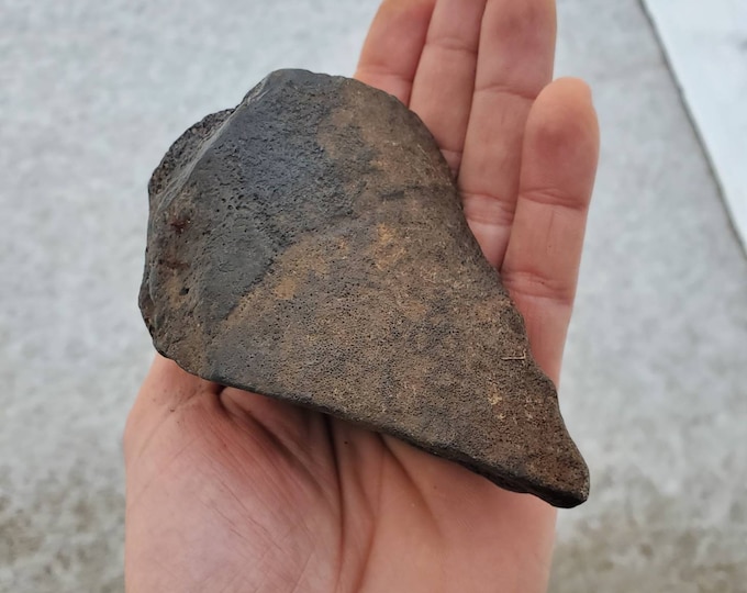 Fossilized Giant Land Tortoise Shell Section Florida Fossil ...