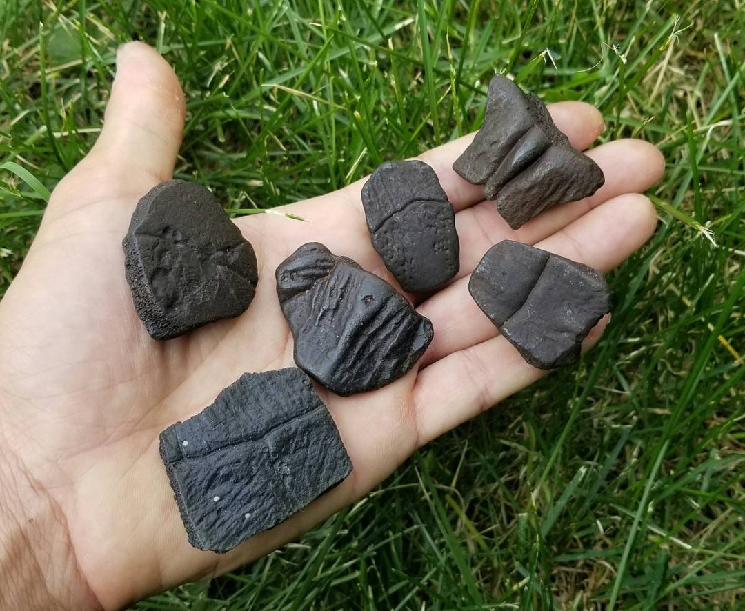 Six A+ Fossilized Turtle Shell Sections Florida Fossil "pleistocene Ice ...