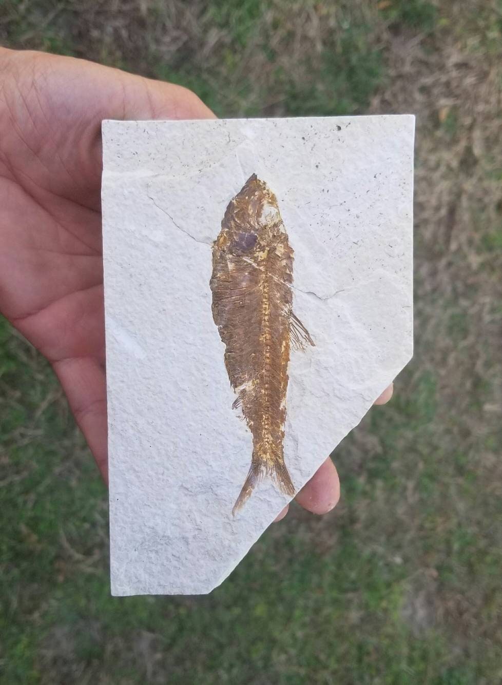 4.25 Knightia Fish Fossil 52mya Green River Formation | Etsy