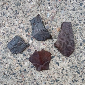 Four JUMBO Fossilized Turtle Shell Sections Florida Fossil pleistocene ...