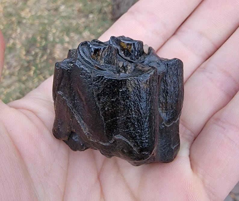 Jet Black Fossil Bison Tooth "florida Fossil" (pleistocene) Highly ...