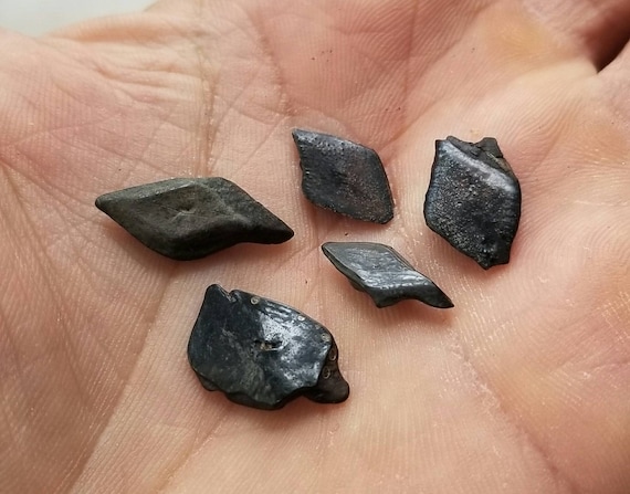 Shiny Fossilized Gar Fish Scale Multi-pack Florida Fossil | Etsy