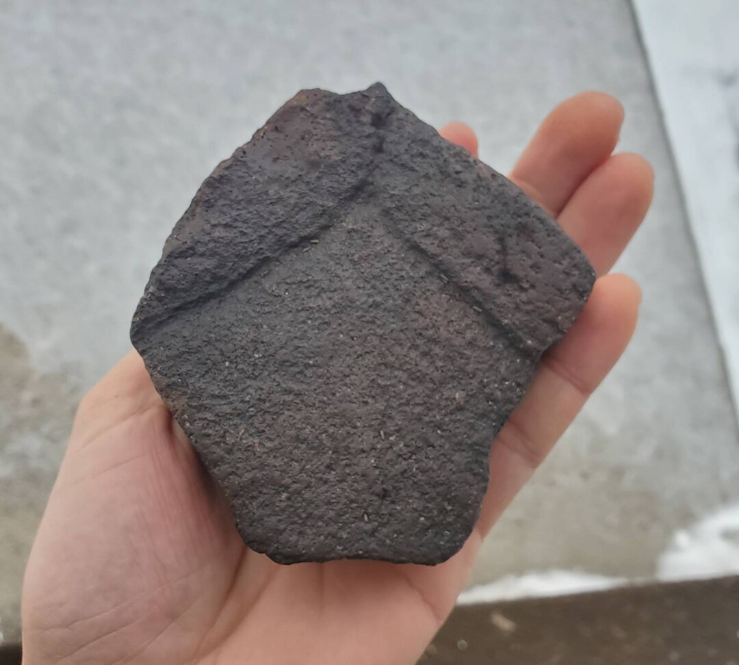 Monstrous Fossilized Turtle Shell Section Florida Fossil "pleistocene ...