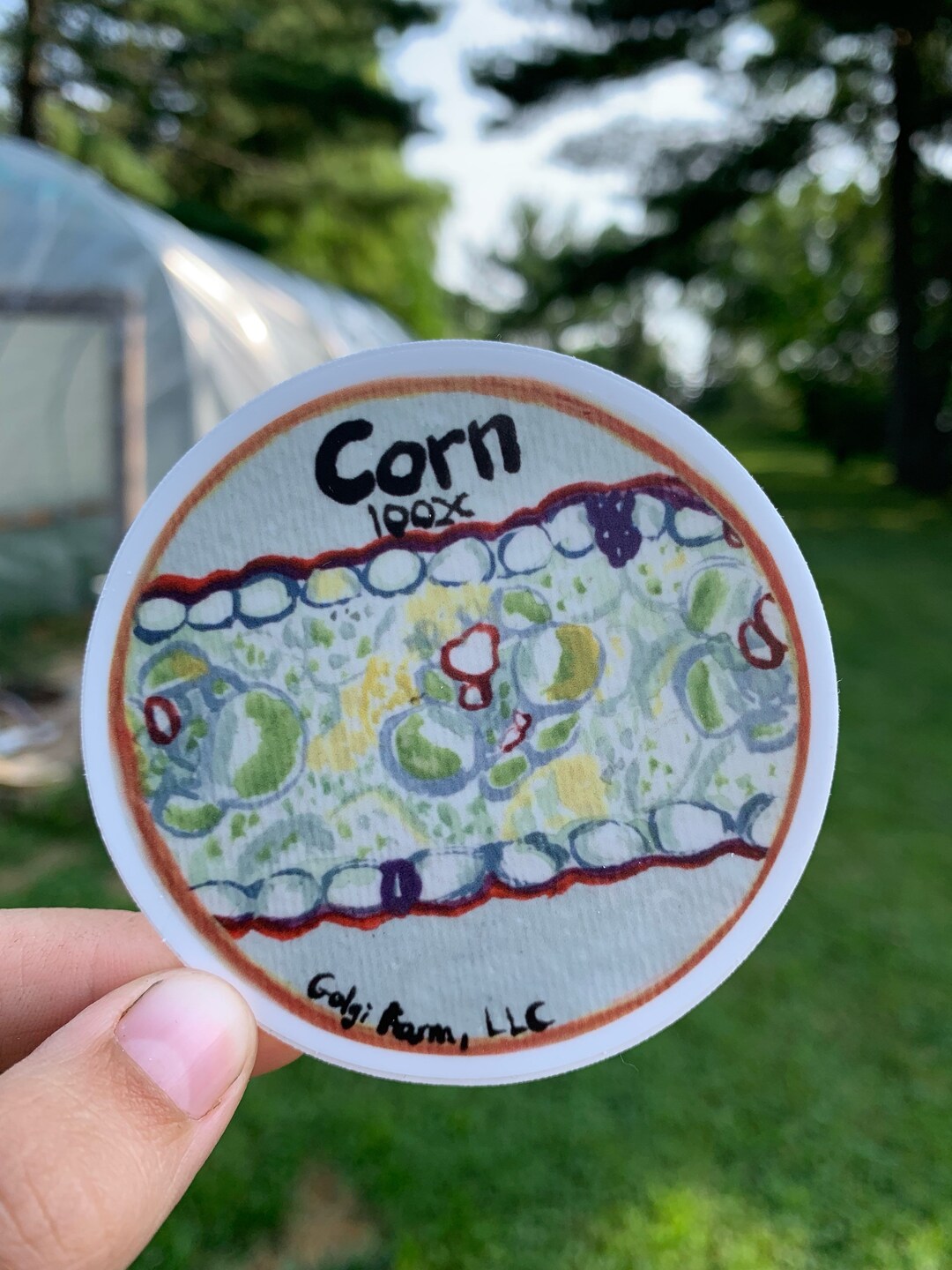 Corn Sticker / Vinyl Waterproof Sticker 3 Inch Round / Microscopic Corn ...