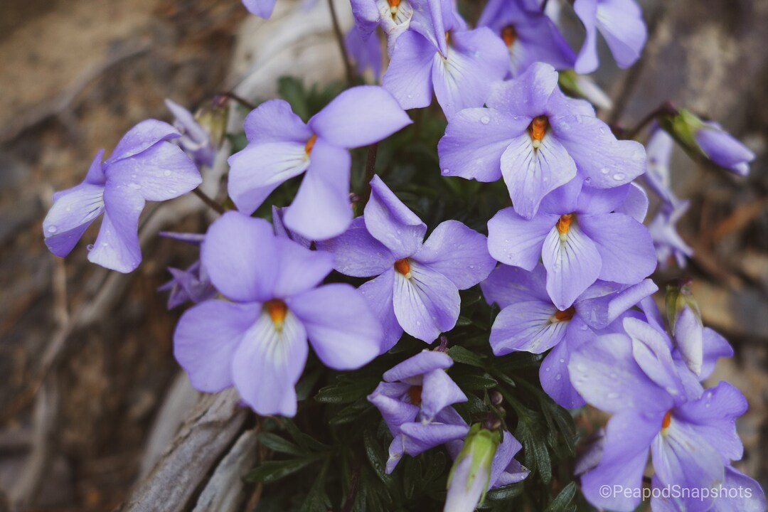 Birds Foot Violet Virginia Flower Wildflower - Digital Print - Etsy