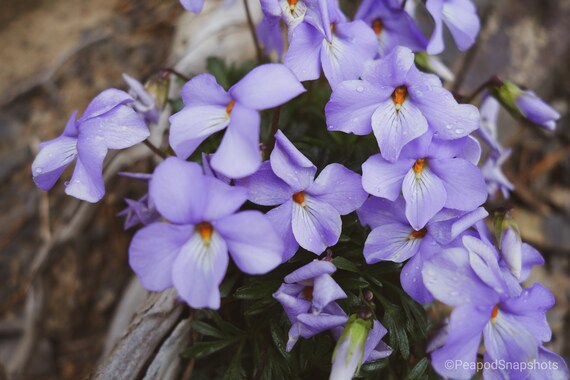 Birds Foot Violet Virginia Flower Wildflower Digital Print - Etsy