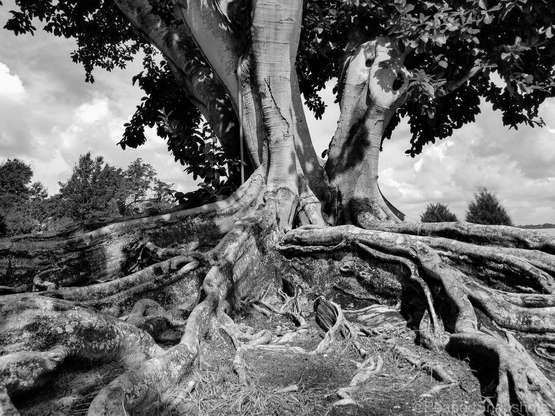 Mysore Fig Tree - Digital Download - Etsy