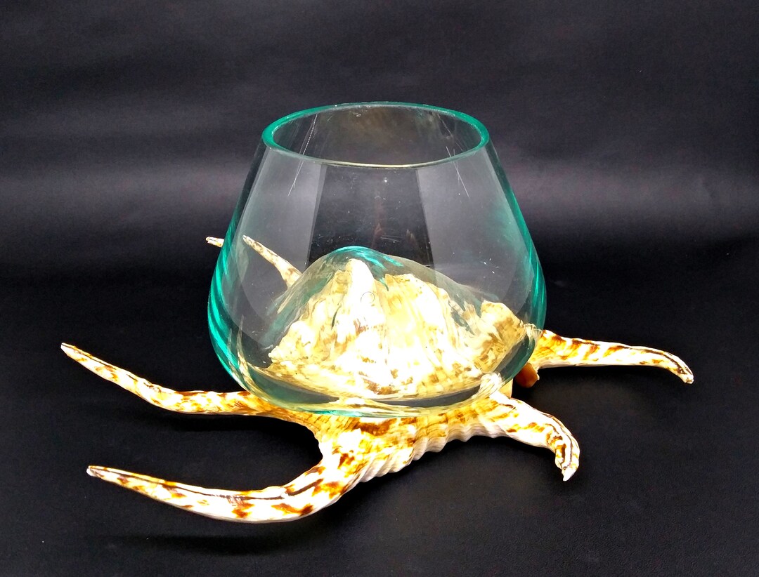 Betta Fish Tank Made From Molten Glass on Lambis Spider Shell - Etsy