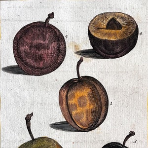Antique 18th Century Engraving of a Plum Tree (1790), Joh. Sollerer ...