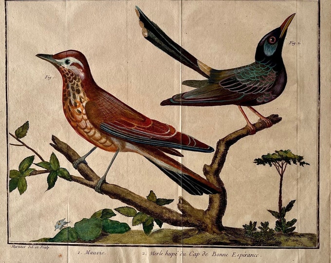 Antique 18th Century Engraving of Birds by Martinet (1731-1800 ...