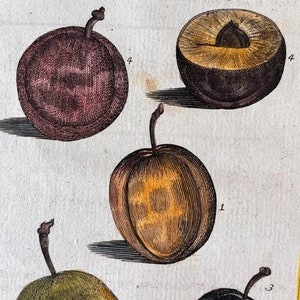 Antique 18th Century Engraving of a Plum Tree (1790), Joh. Sollerer ...