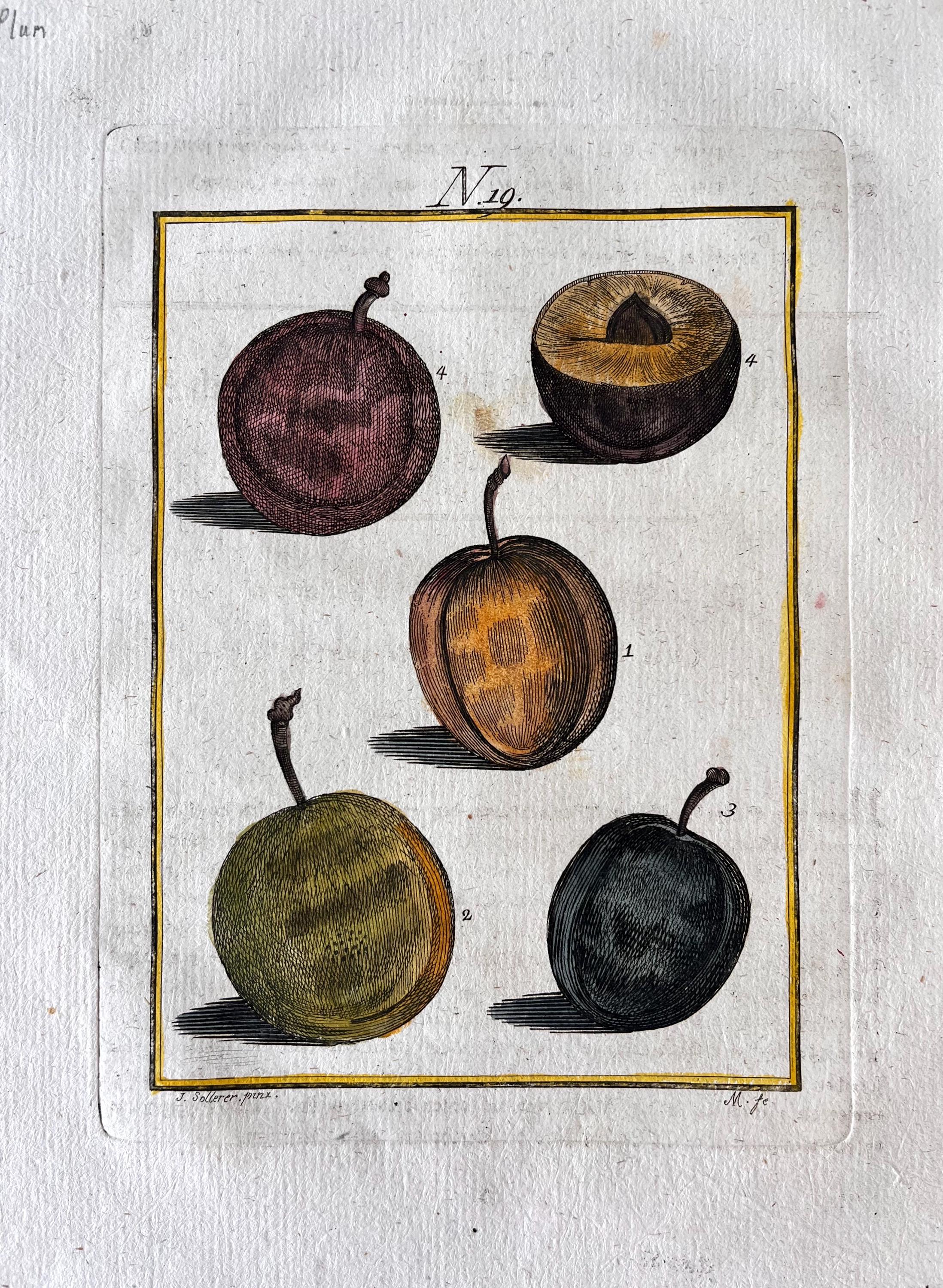 Antique 18th Century Engraving of a Plum Tree (1790), Joh. Sollerer ...