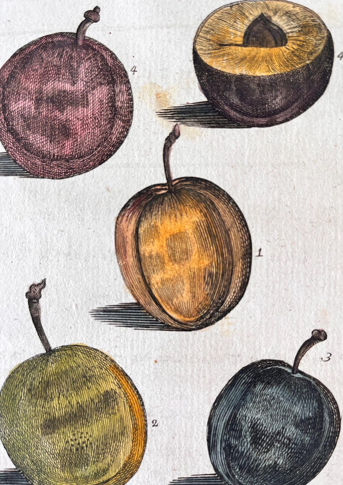 Antique 18th Century Engraving of a Plum Tree (1790), Joh. Sollerer ...