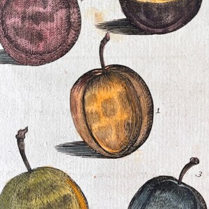 Antique 18th Century Engraving of a Plum Tree (1790), Joh. Sollerer ...