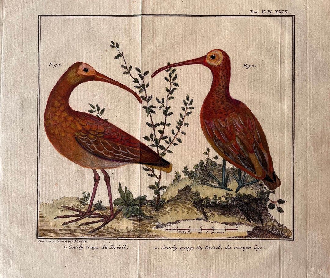 Antique 18th Century Copper Engraving of Birds by François Nicolas ...