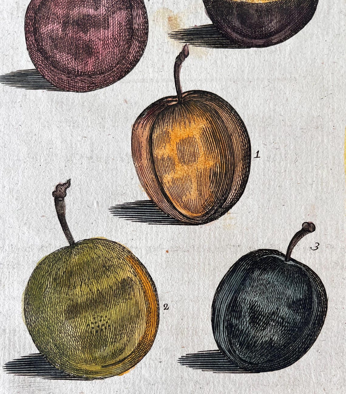 Antique 18th Century Engraving of a Plum Tree (1790), Joh. Sollerer ...