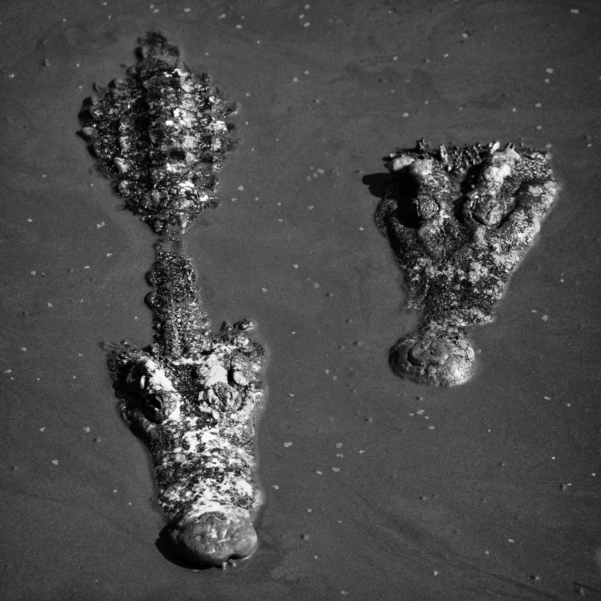 Crocodiles Print, Crocodile Poster, Wild Animals Decor, Loving Animals ...