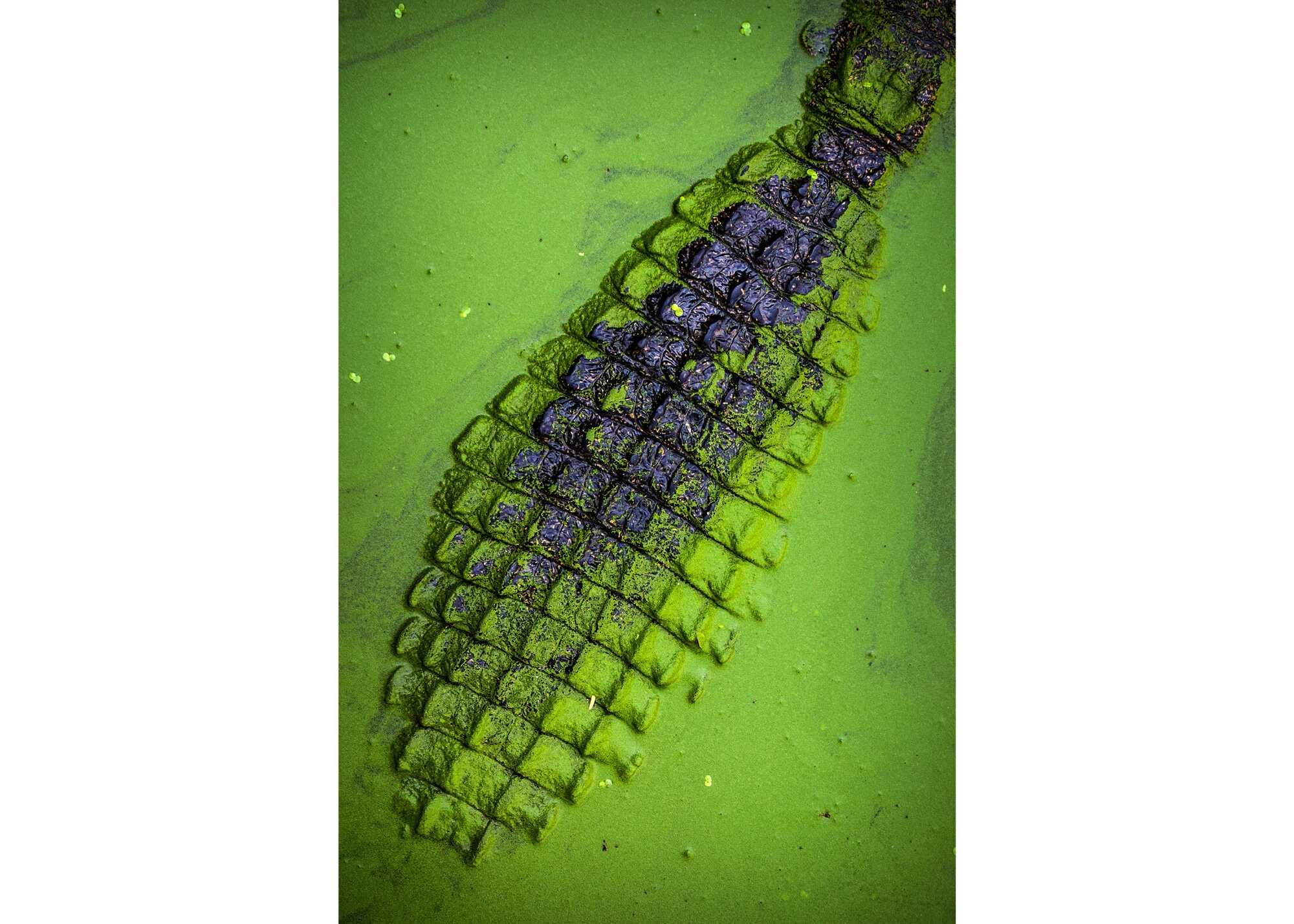 Crocodile Poster Minimalist Art Photo Alligator Print Wild - Etsy