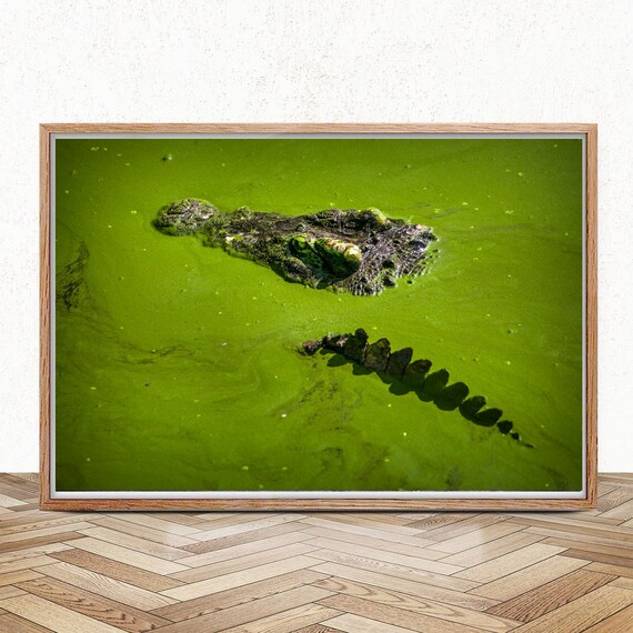 Crocodile Poster Alligator Photo Animal Wall Art Wild | Etsy
