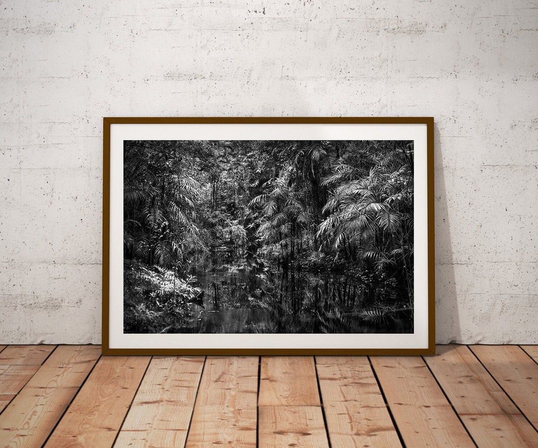 Rainforest Wall Art, Amazon Jungle Photography, Tropical Print, Black ...