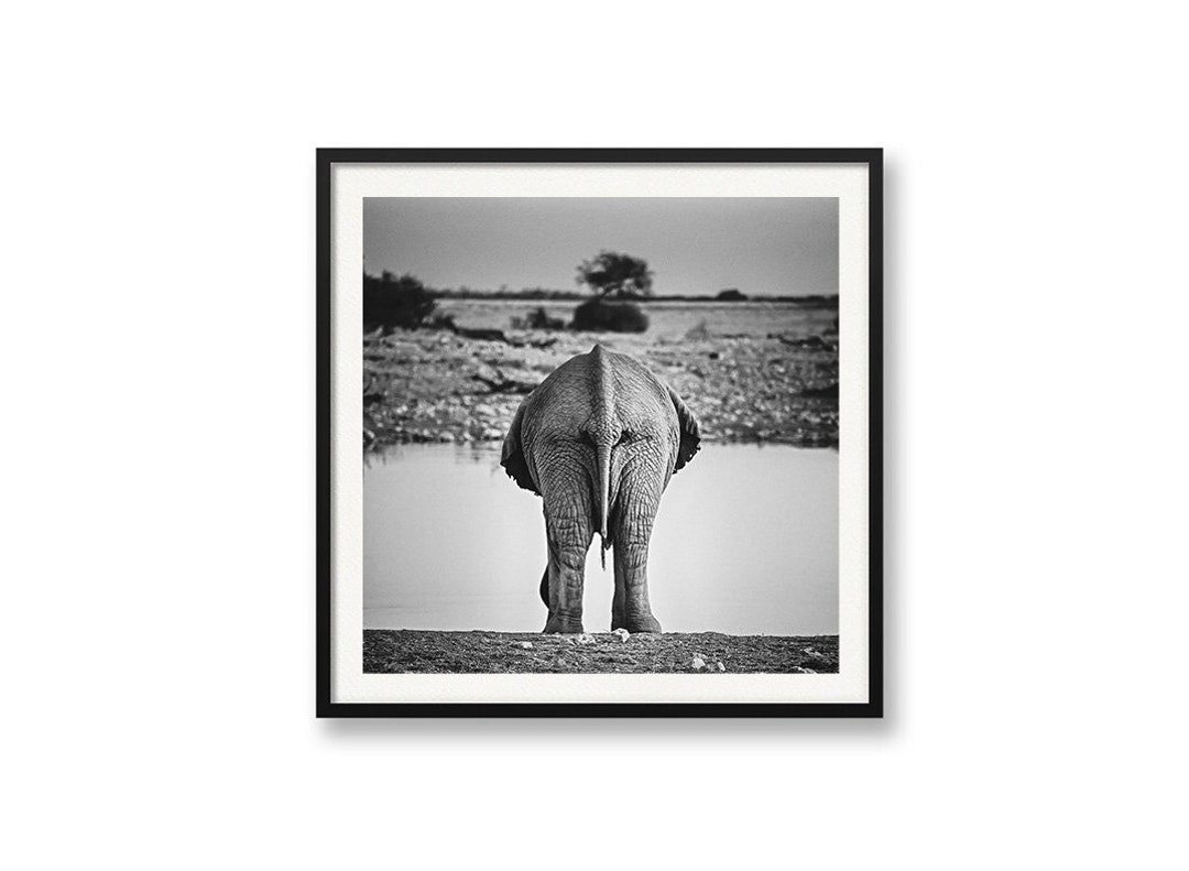 Elephant Butt Square Print, Black and White Elephant Poster, Elephant ...