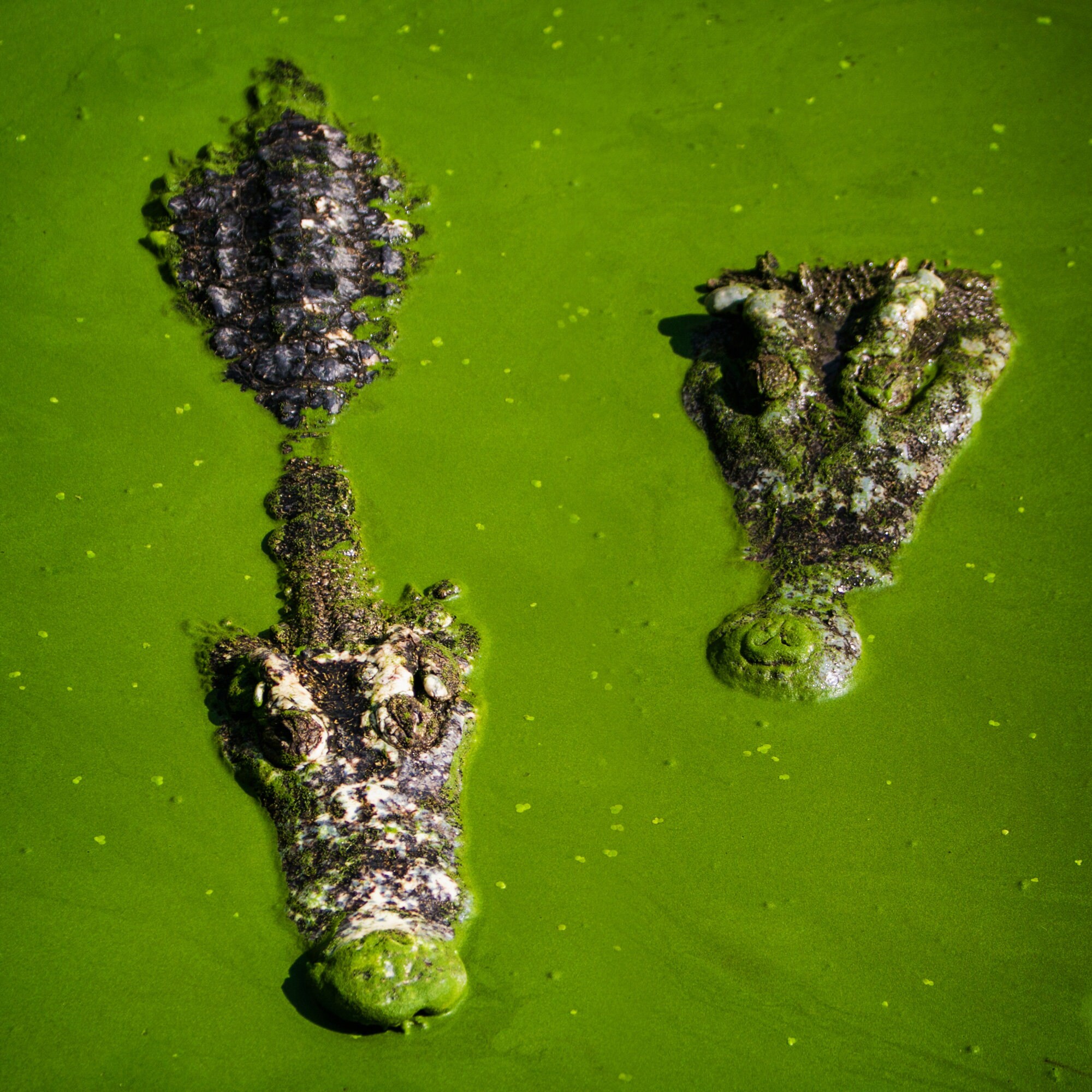 Crocodiles Print, Crocodile Poster, Wild Animals Decor, Loving Animals ...