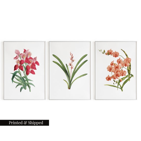 Vintage Orchid Flower Wall Art Prints Set of 3 / Botanical - Etsy