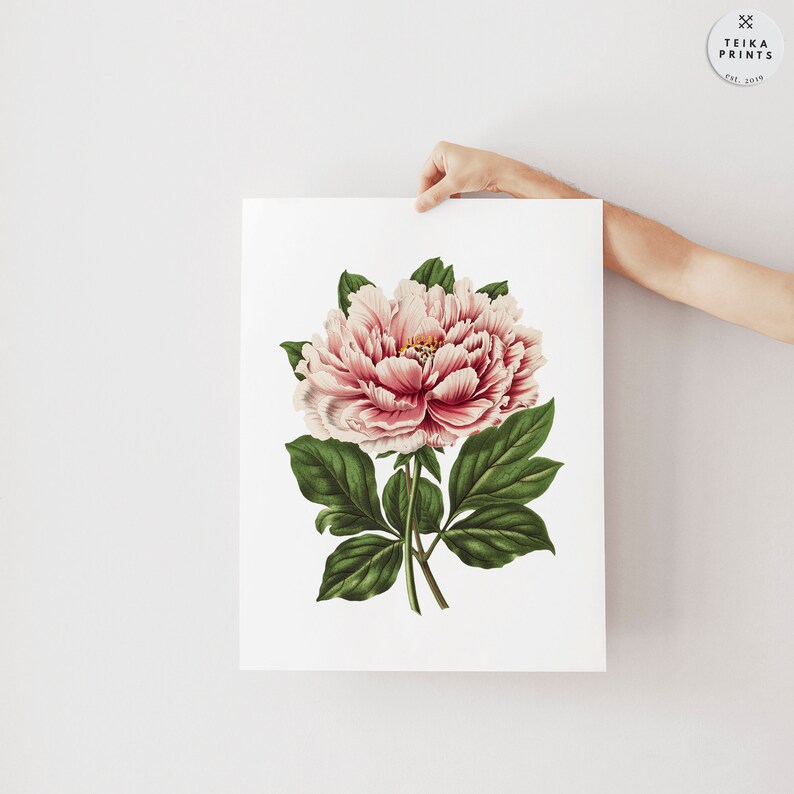 Vintage Set of 6 Flower Prints: Lilacs Peony Redoute | Etsy