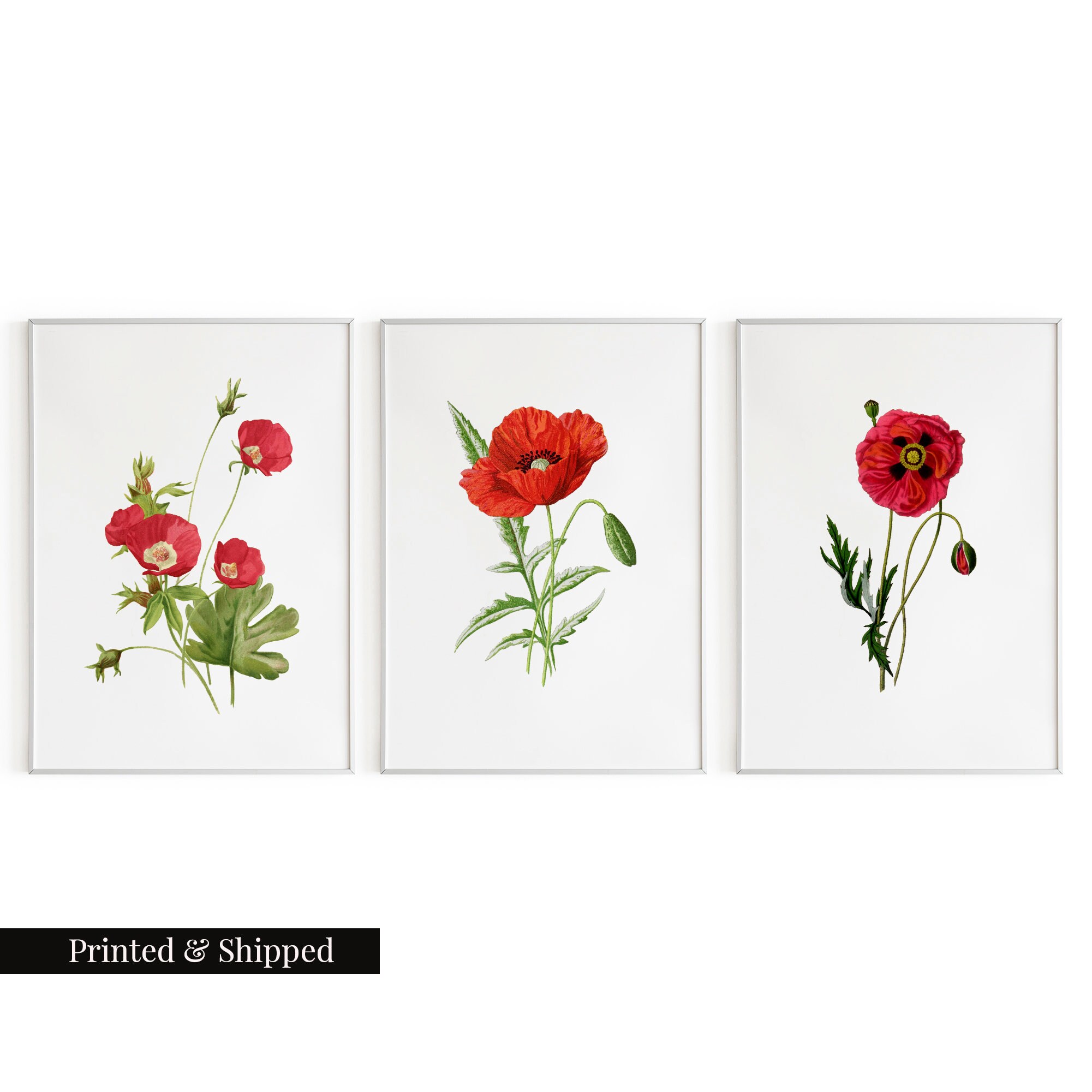 Vintage Poppy Flower Wall Art Prints Set of 3 / Botanical - Etsy
