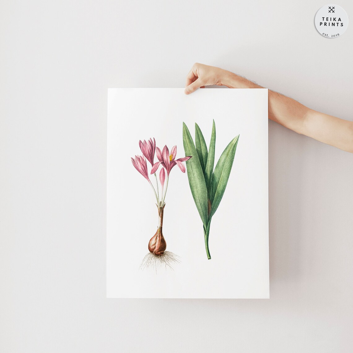 Vintage Crocus Flowers Wall Art Prints Set of 6 / Botanical Floral Wall ...