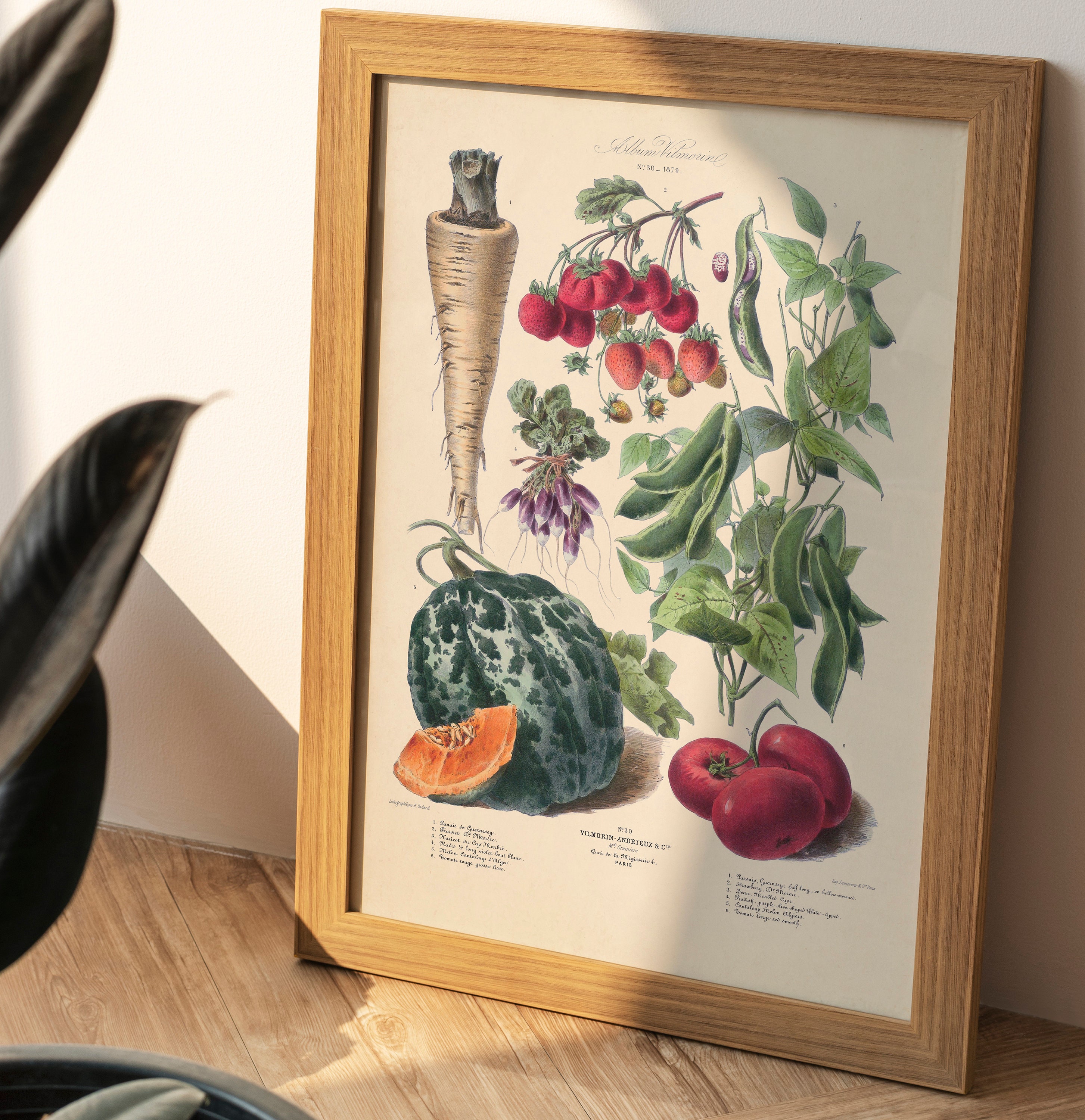 Botanical Science Vegetables Illustration by Vilmorin Vintage Print ...