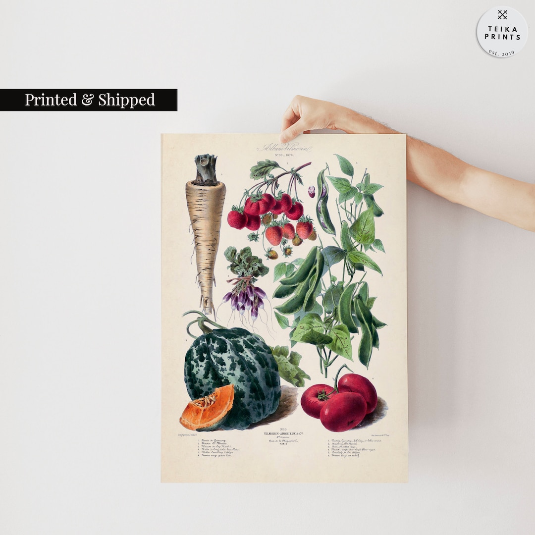Botanical Science Vegetables Illustration by Vilmorin Vintage Print ...