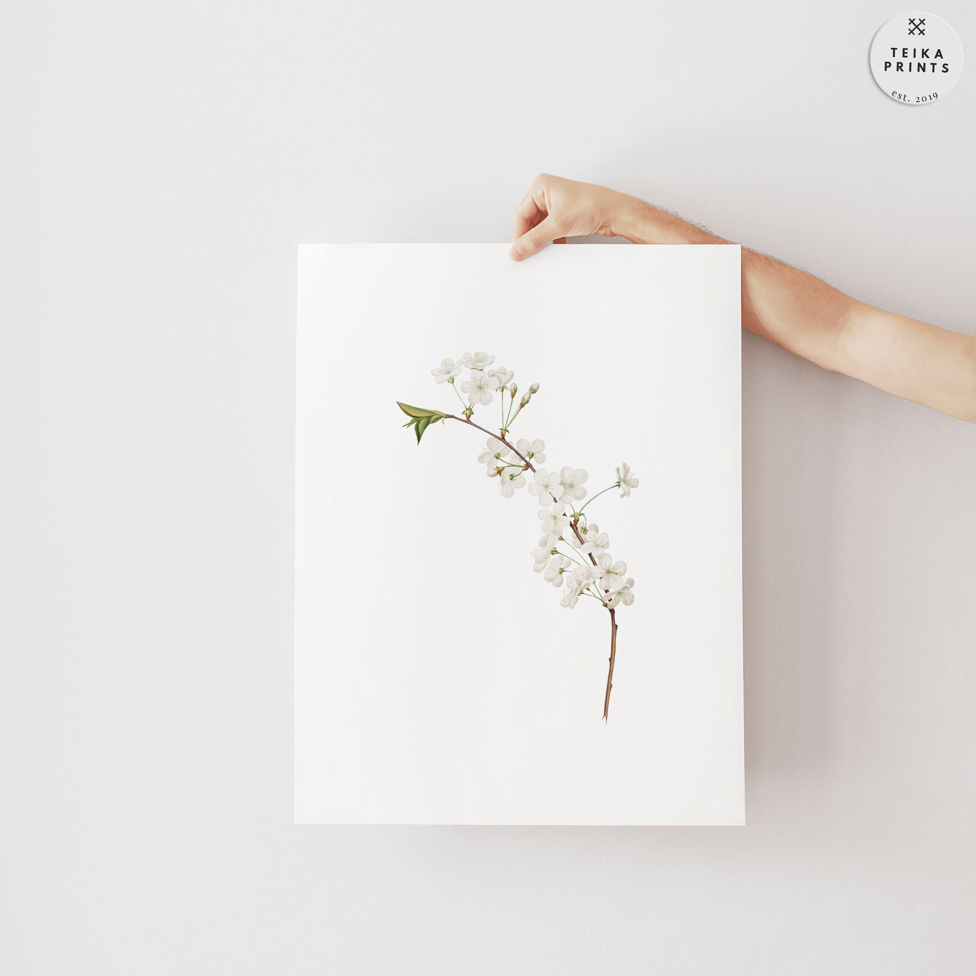 Vintage Set of 6 White Flower Prints: Almond Tree Cherry | Etsy