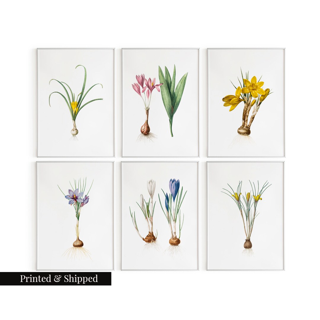 Vintage Crocus Flowers Wall Art Prints Set of 6 / Botanical Floral Wall ...